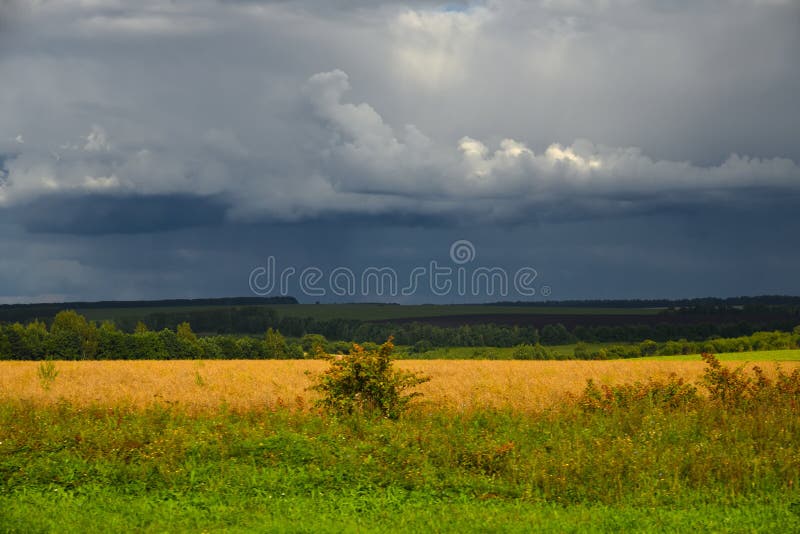 Wheat Field, Stormy Sky and Rain on the Horizon Stock Photo - Image of field, plant: 402508968