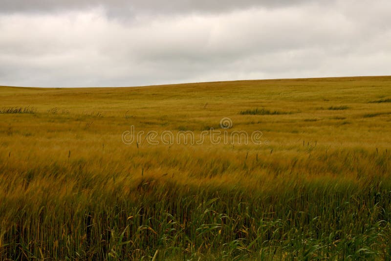 Wheat Field in a Strong Breeze at Dusk Stock Photo - Image of ...