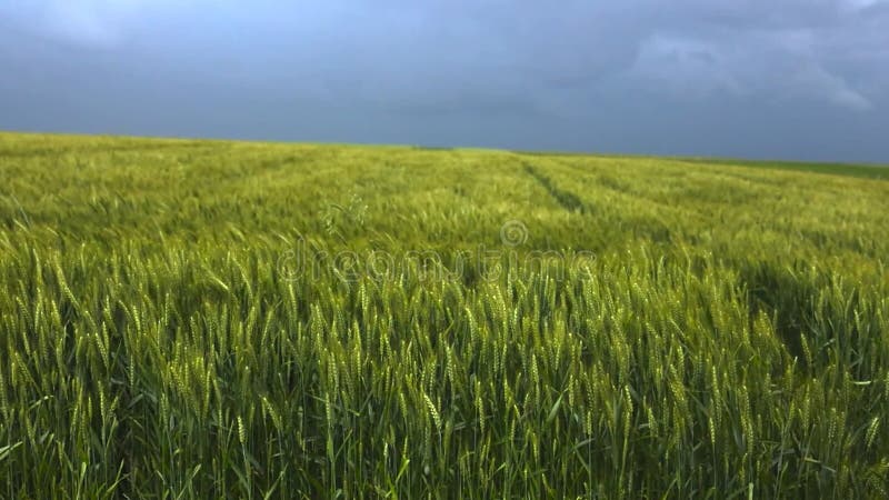Strong Wind Blowing Against the Paddy Plants. Stock Footage - Video of ...