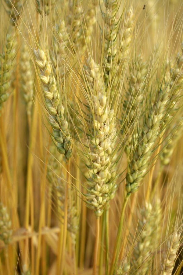 Wheat stock photo. Image of spike, grain, wheat, food - 95200158