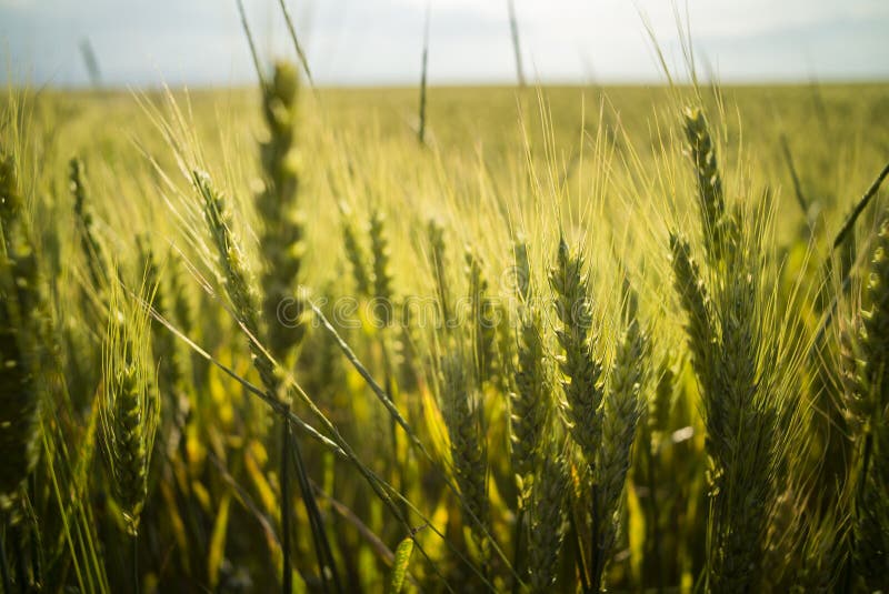 Wheat field in summer stock image. Image of field, land - 73168335