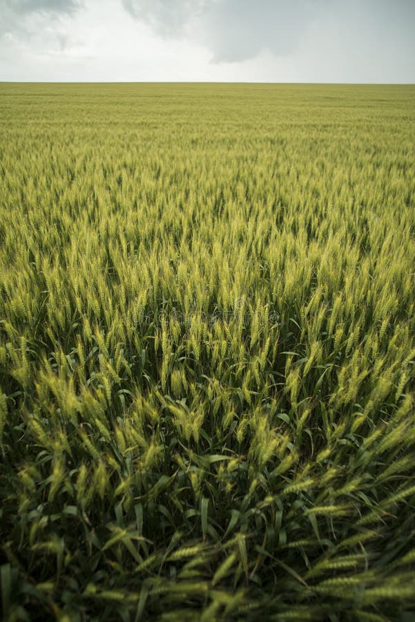 Wheat field in summer stock photo. Image of field, harvest - 73257616