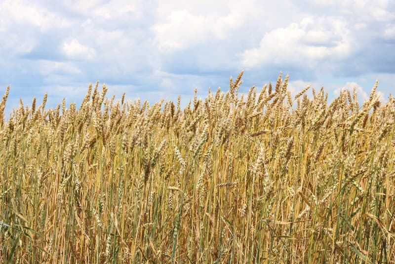 Wheat field in summer stock photo. Image of farmland - 95977716