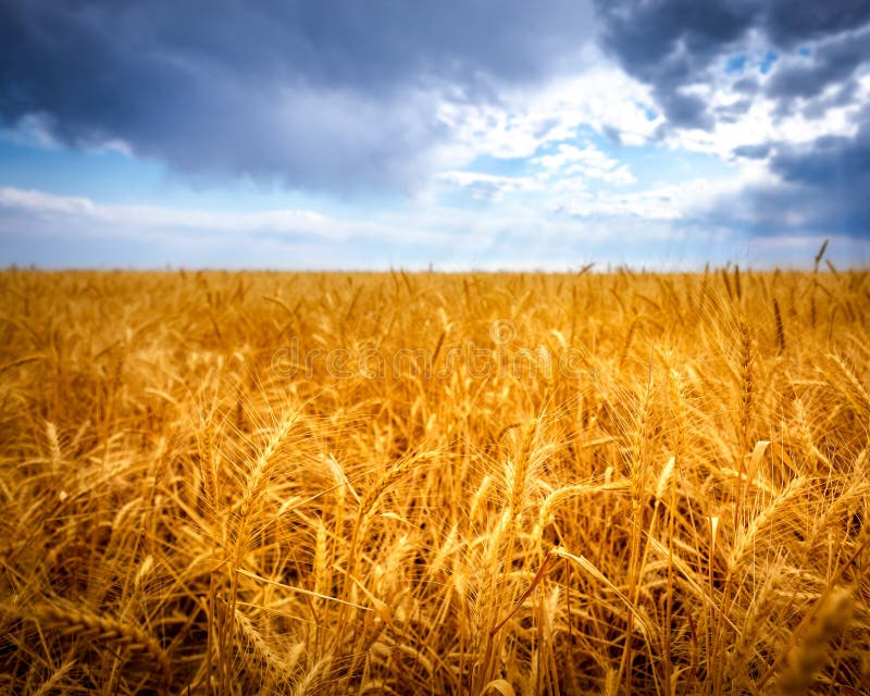 Wheat Field in the Summer stock photo. Image of meadow - 124904248
