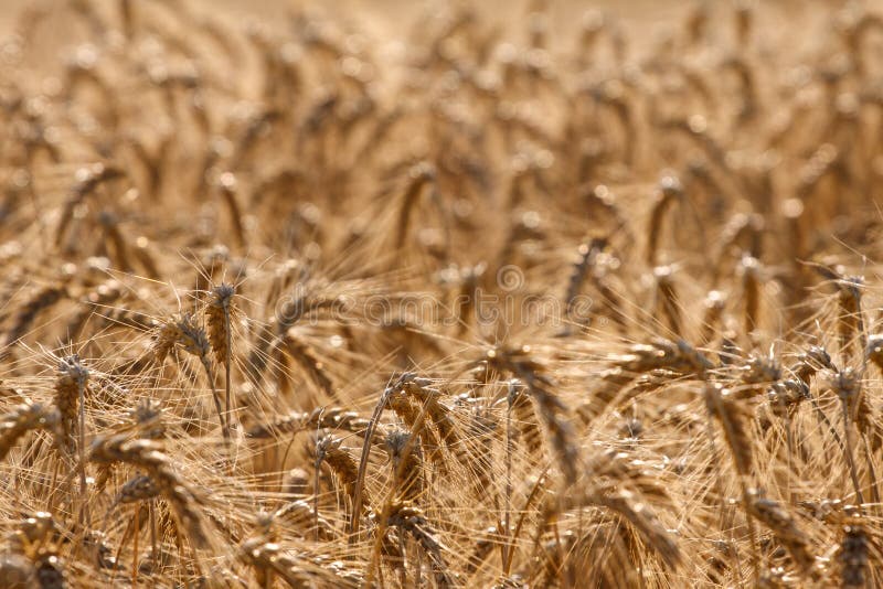 Wheat field in summer stock image. Image of cultivated - 53859999