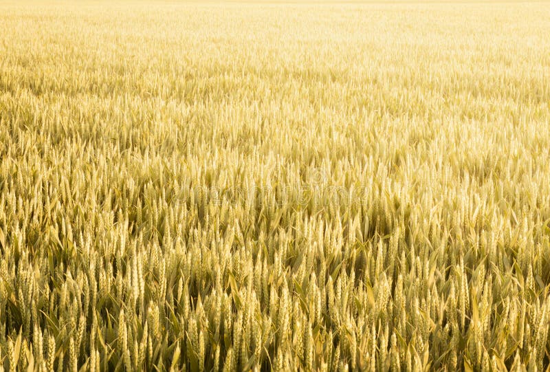 Wheat field in summer stock image. Image of gluten, flare - 132134457