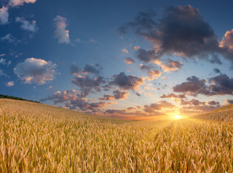 Sunrise among a Wheat Fields Stock Photo - Image of cloudscape, farm ...