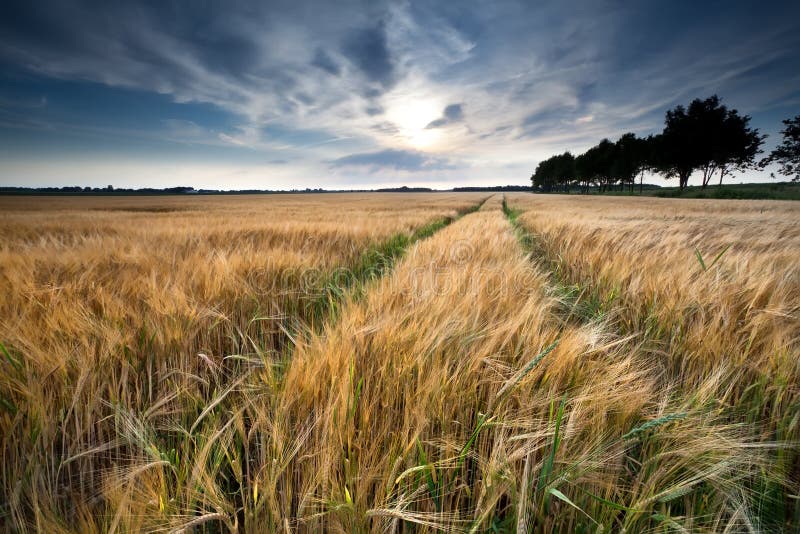 Wheat field in summer stock image. Image of golden, cultivated - 33034631