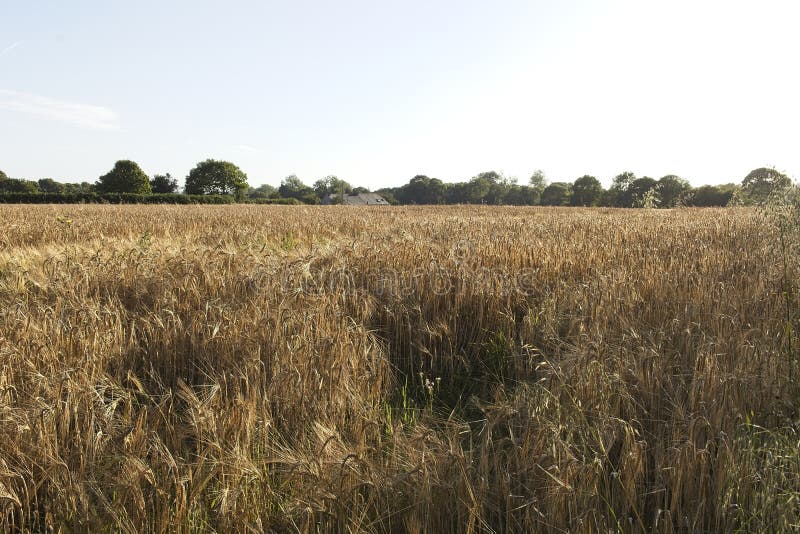 Wheat field in the summer stock image. Image of rural - 206475841