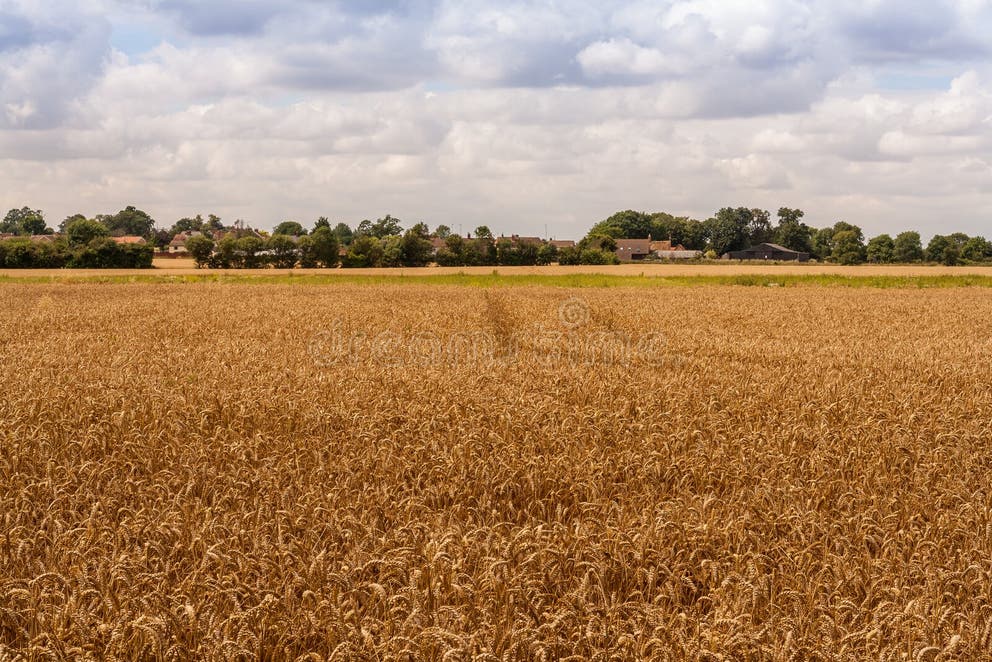 Uk Countryside Suffolk Field Stock Image - Image of wheat, farming ...