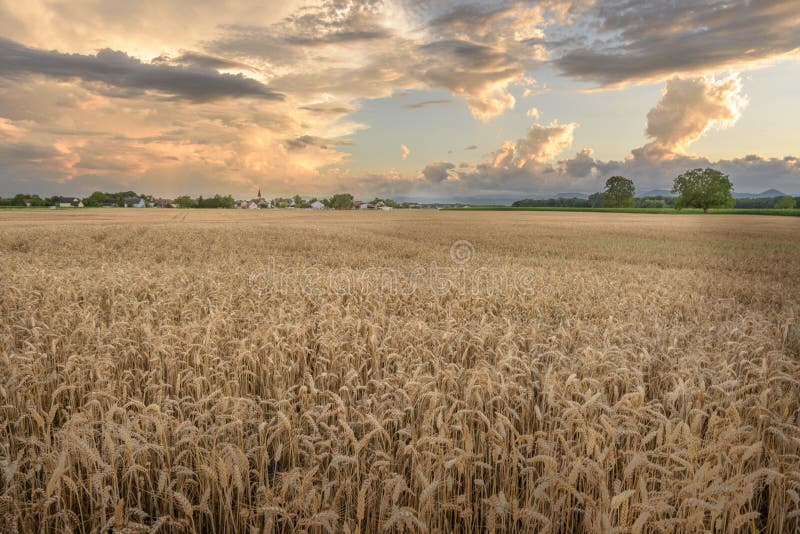 Wheat Field in Summertime in the French Countryside. Stock Image ...
