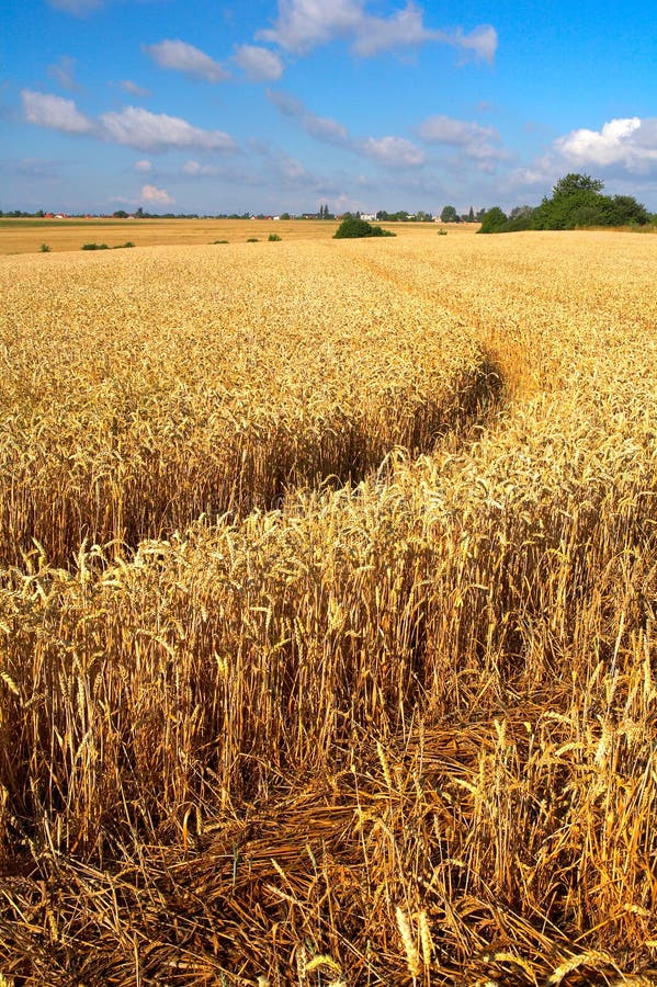 Wheat field stock image. Image of season, landscape, rural - 39806055