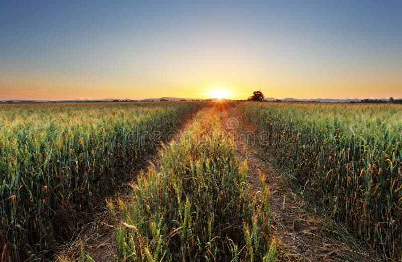 Wheat field with sun stock image. Image of morning, land - 42446733