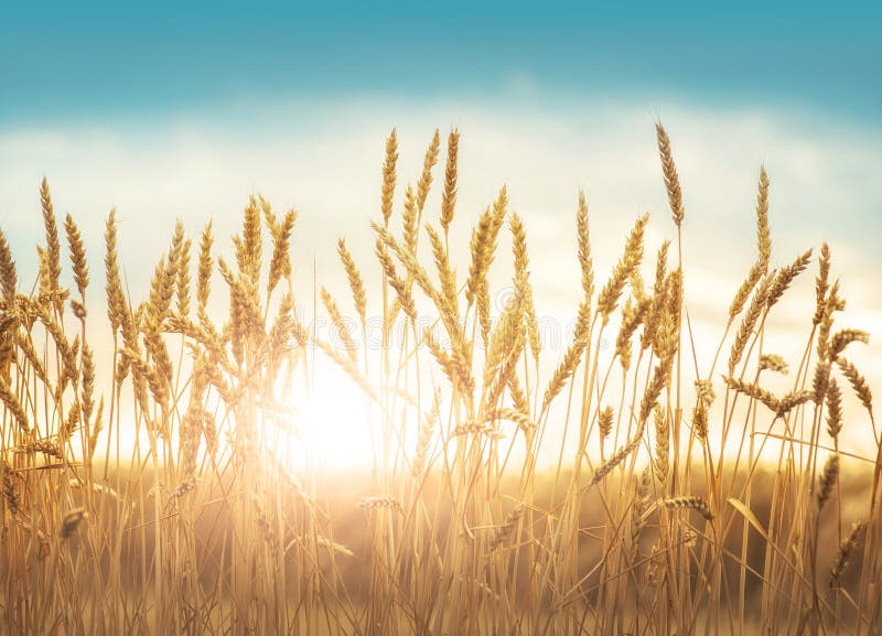 Wheat field and sun stock image. Image of sunlight, seed - 140447415