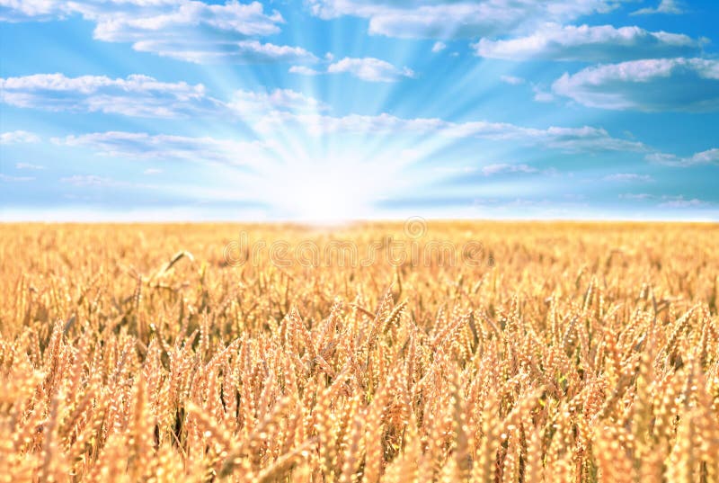 Wheat field with the sun stock image. Image of clouds - 61076707