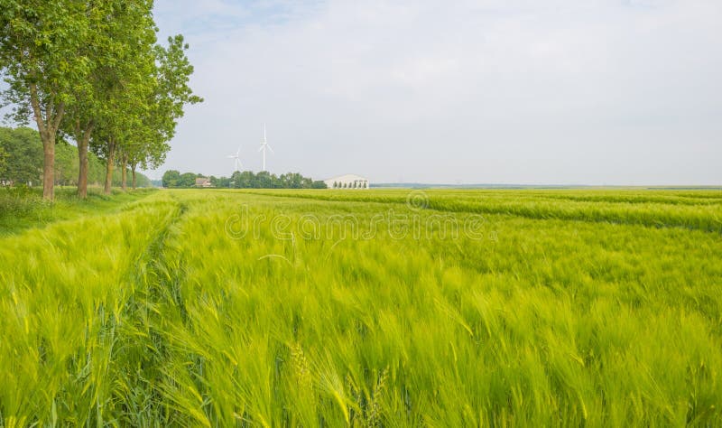 Wheat in a field in spring stock photo. Image of wheat - 117606644