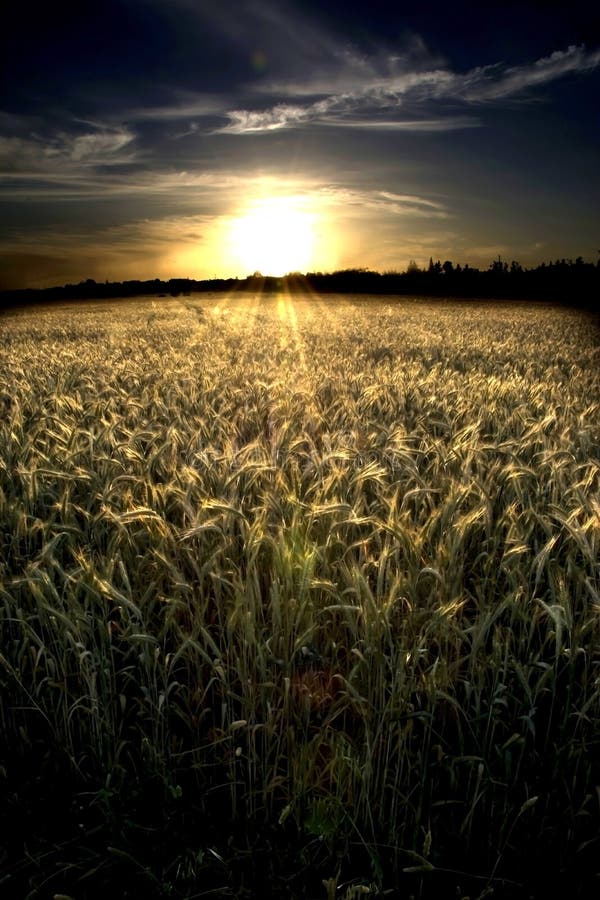 Wheat Field at Sunrise on a Spring Day Stock Image - Image of ...