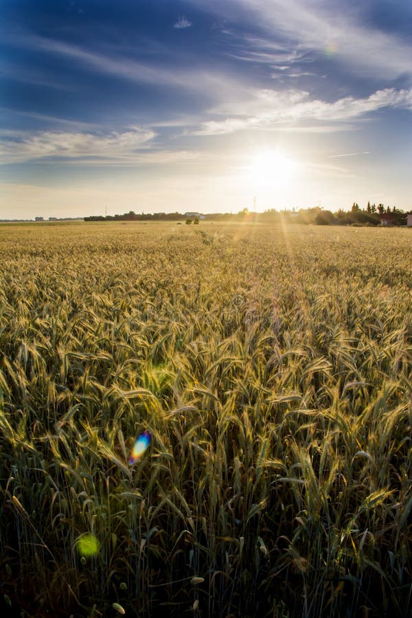 Wheat Field at Sunrise on a Spring Day Stock Image - Image of meadow ...
