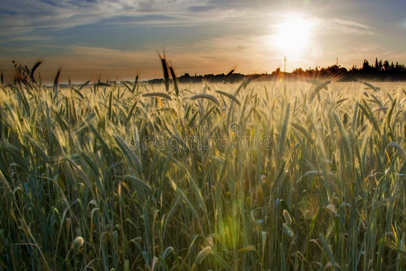 Wheat Field at Sunrise on a Spring Day Stock Photo - Image of plant ...