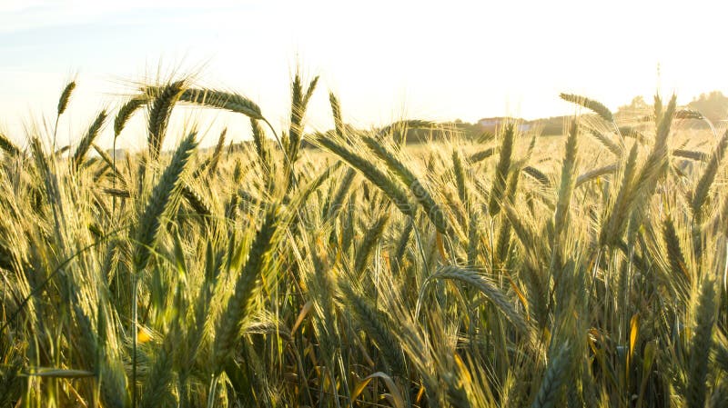 Wheat Field at Sunrise on a Spring Day Stock Image - Image of sunny ...