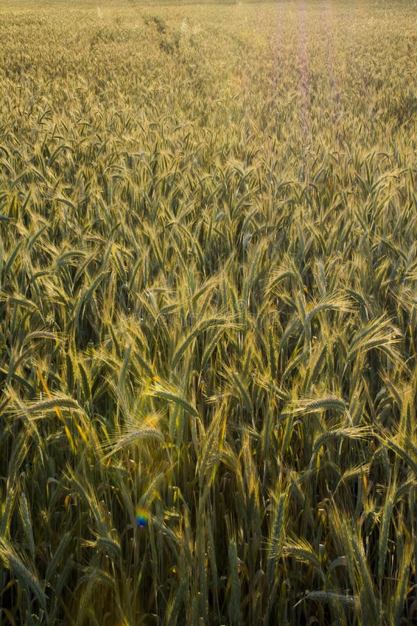 Wheat Field at Sunrise on a Spring Day Stock Photo - Image of plant ...