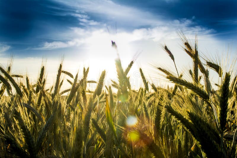 Wheat Field at Sunrise on a Spring Day Stock Image - Image of field ...