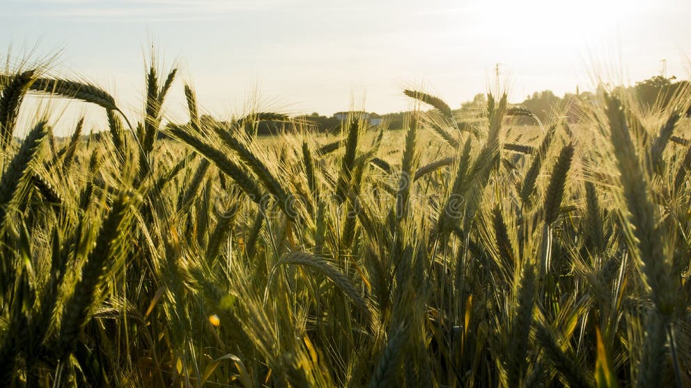 Wheat Field at Sunrise on a Spring Day Stock Image - Image of farm ...