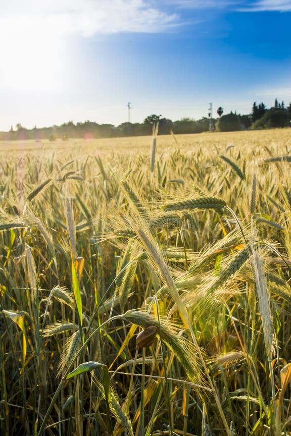 Wheat Field at Sunrise on a Spring Day Stock Image - Image of rural ...