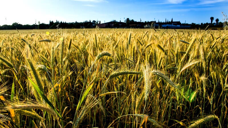 Wheat Field at Sunrise on a Spring Day Stock Image - Image of farm ...