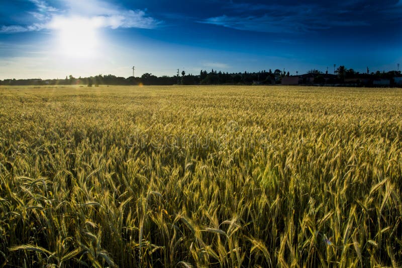 Wheat Field at Sunrise on a Spring Day Stock Image - Image of bright ...