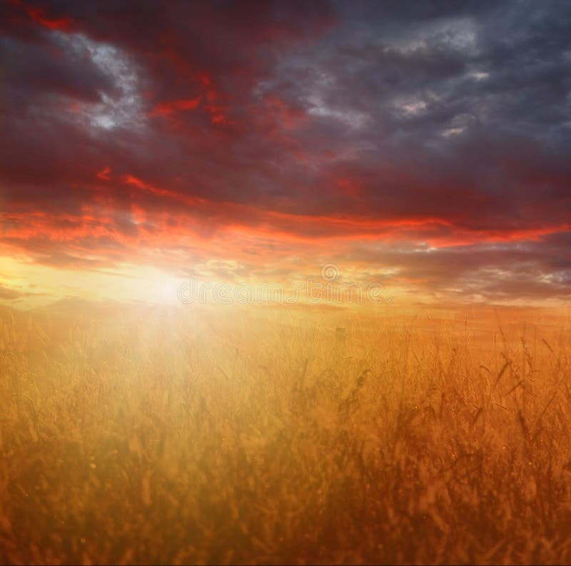 Sunset over wheat field stock image. Image of rural, beauty - 6187171