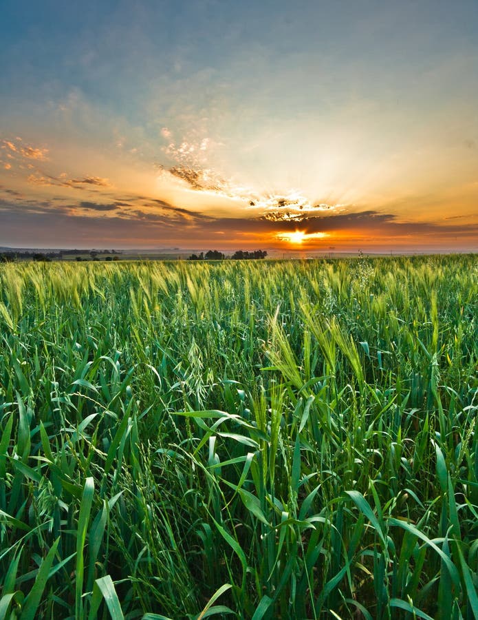 Grass field sunset stock photo. Image of cloud, field - 25648604