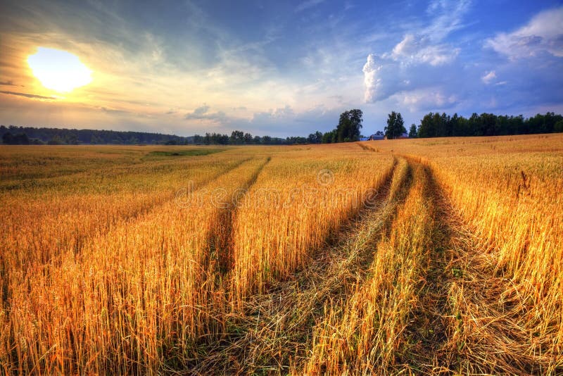 Wheat field on sunset stock photo. Image of agricultural - 18363666