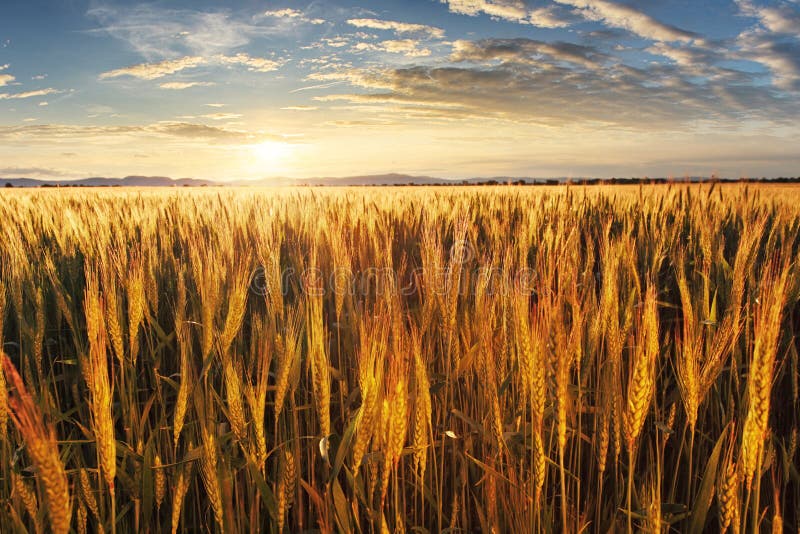 Wheat field at sunset stock image. Image of landscape - 86075097
