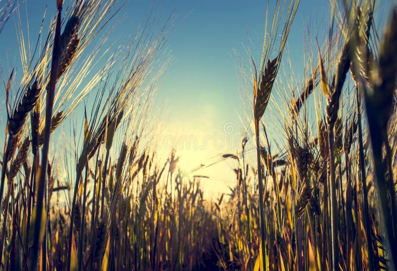Wheat Field at Sunset. Beautiful Evening Landscape with Spikelets ...
