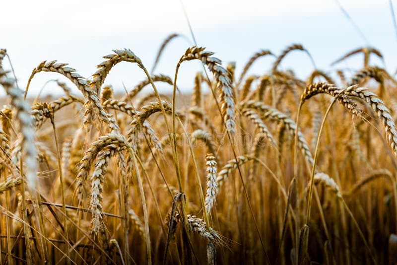 Wheat Crop Field Sunset Landscape Stock Photo - Image of corn, grow ...