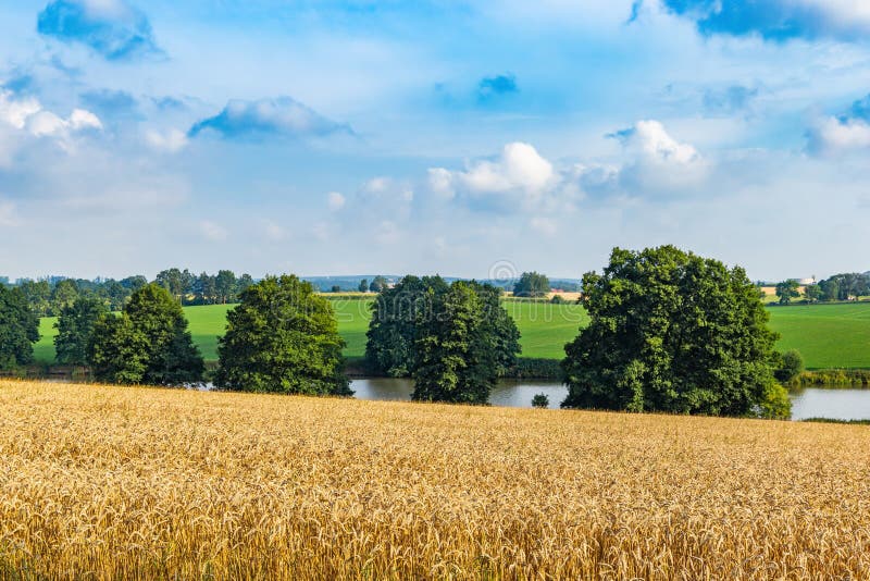 Wheat Field at Sunset in Czech Countryside Stock Photo - Image of land ...