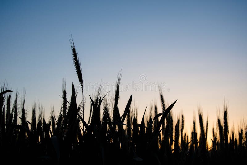 Wheat Field Sunset stock image. Image of beautiful, evening - 94933897