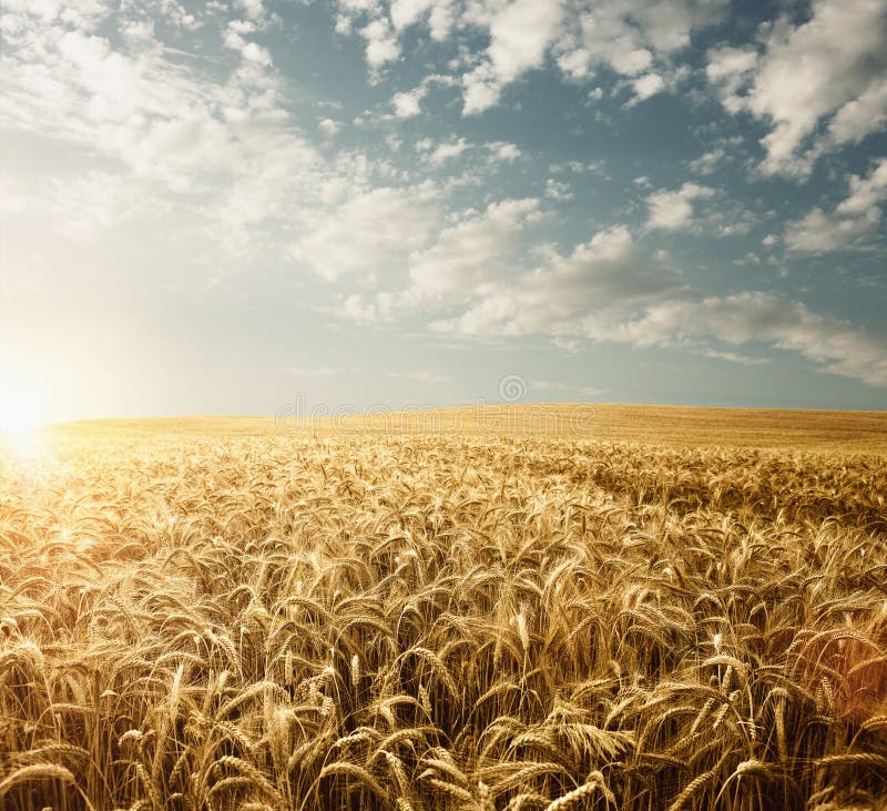 Empty wheat field stock photo. Image of country, bread - 75528410