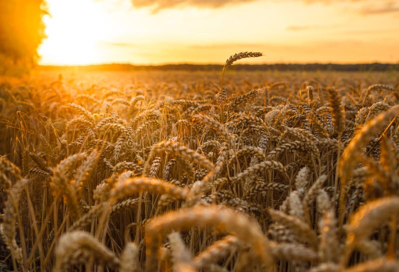 Wheat field at sunset stock photo. Image of sunlight - 34035000