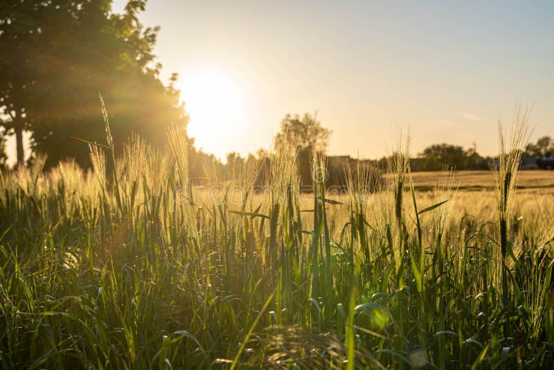 Wheat Field at Sunset - Golden Hour, Evening Stock Image - Image of ...
