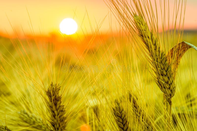 Withered wheat germ stock photo. Image of grain, agriculture - 34467576