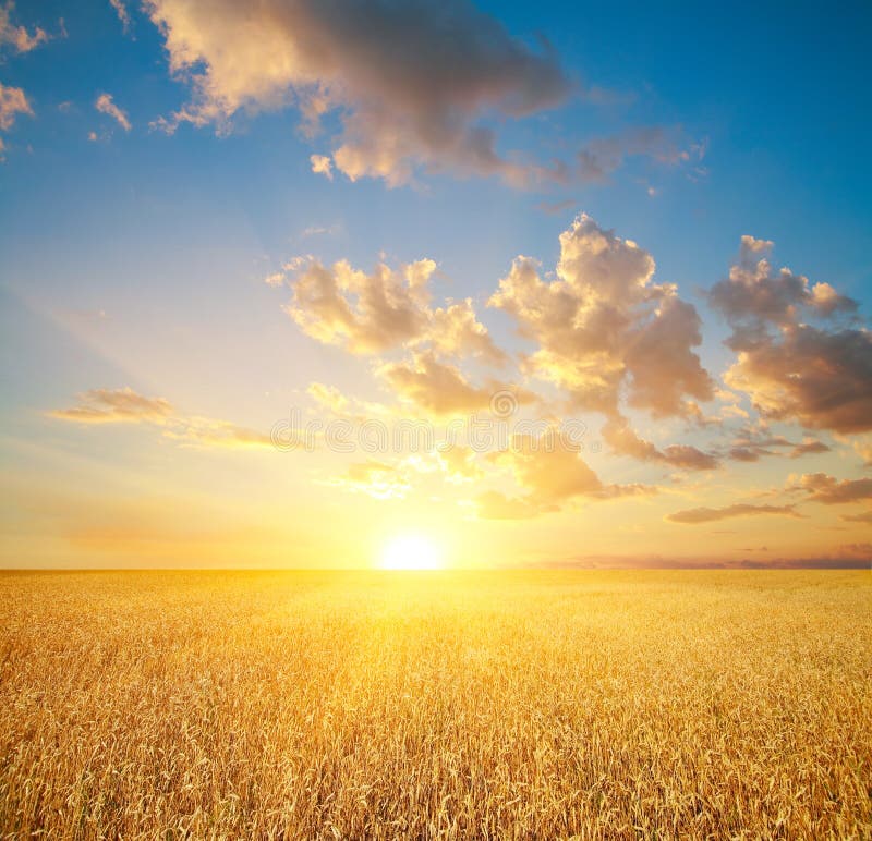 Wheat field at sunset stock image. Image of outdoors - 87842857