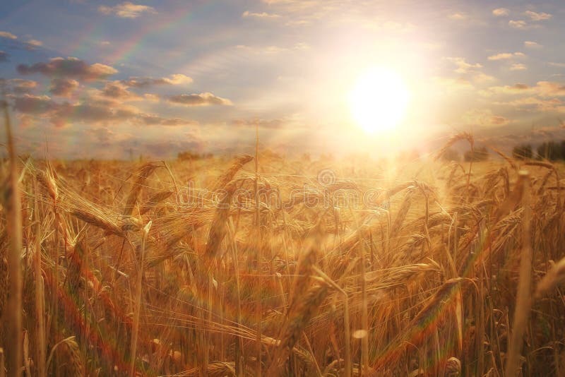 Wheat Field in Sunset Light Stock Photo - Image of outdoor, background ...