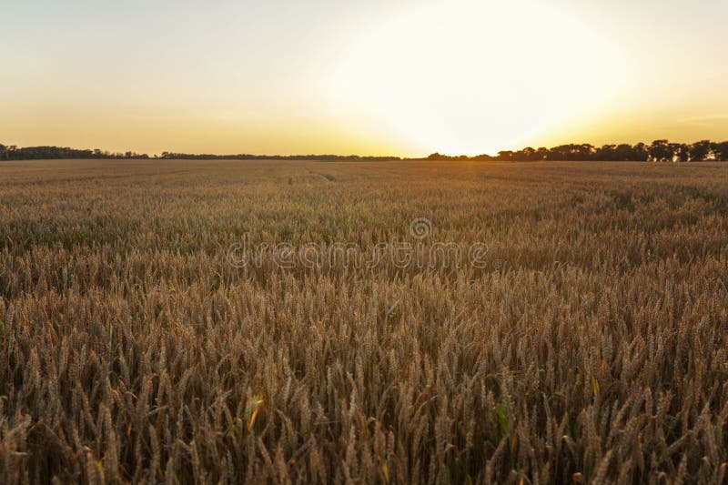 Wheat Field in Sunset Light. Cultivation of Cereal Crops Stock Image ...
