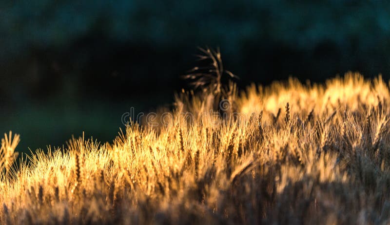 Wheat Field in Sunset Night Stock Image - Image of cereal, agriculture ...