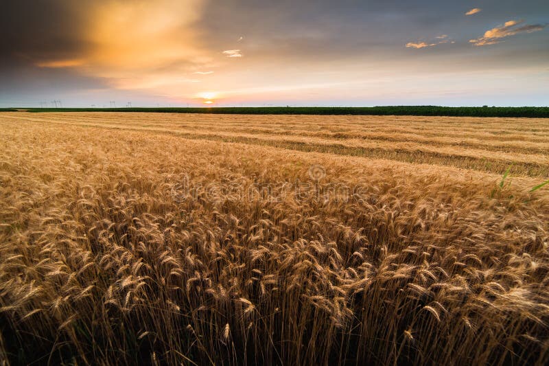 Wheat Field in Sunset Night Stock Image - Image of agriculture, season ...
