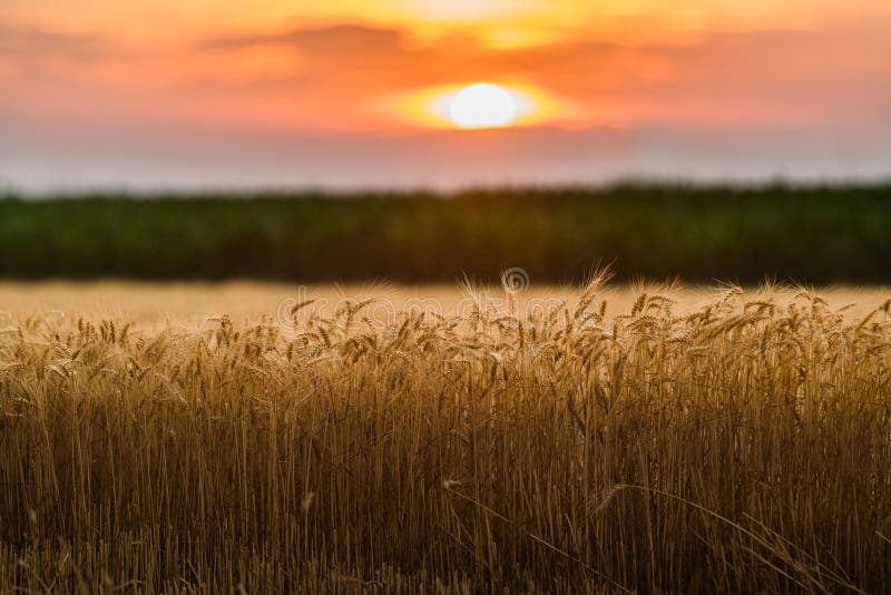 Wheat Field in Sunset Night Stock Photo - Image of beauty, night: 95073402