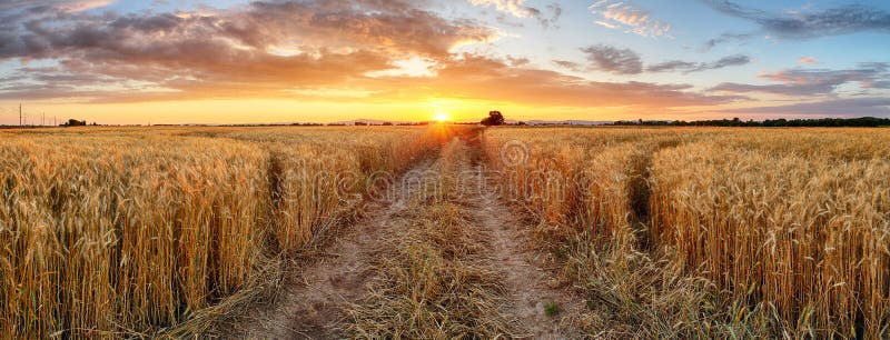 Wheat Field at Sunset, Panorama Stock Image - Image of background ...