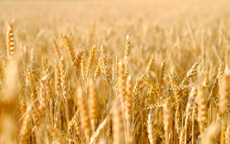 Wheat Field at Sunset, Ripe Wheat, Wheat Crop on the Field Stock Image ...